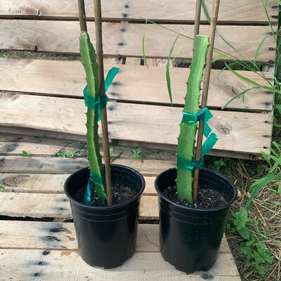 Yellow Sweet Dragon Fruit Var. PALORA, Pitaya Selenicereus 7 10 2 ...