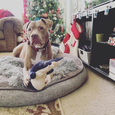 Rescue Love Hoodie, Rescue Pit Bull Pullover Sweatshirt, Dog Mom Hoodie ...