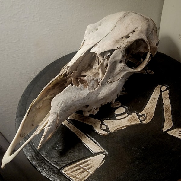 Small Animal Pelvis! Real Bones! - Etsy