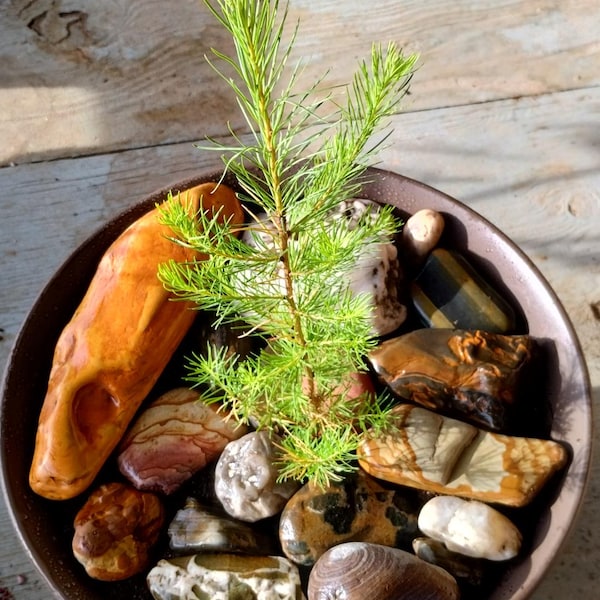 Western Larch Tree in Small Nursery Pot. Larix Occidentalis. Western ...