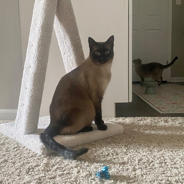 A-frame Cat Scratch Post/scratching Post/cat Scratcher/kitten/scratcher ...