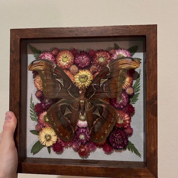 Framed Rhinoceros Beetle, Wall Decor, Home Decor, Entomology ...