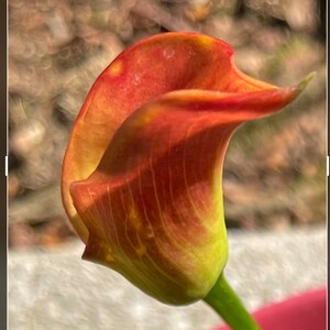 Ranunculus Aviv Rose Corm Bulb - Etsy