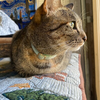 Breakaway Greensageforest Velvet Cat Collar Bowtie Leash Set ...