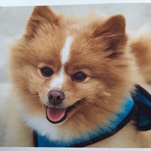 Rhodesian Ridgeback Cuff Bracelet & Lion. Vintage Style - Etsy