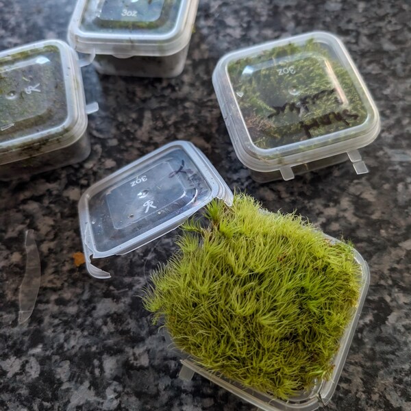 Star Moss Syntrichia Princeps | Live Moss With Sporophytes | Terrarium ...