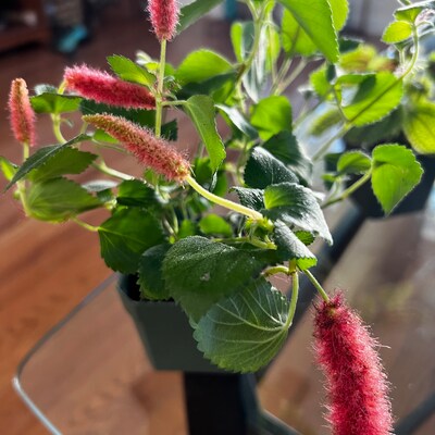 Strawberry Firetails, Also Known as Trailing Chenille Plant - Etsy