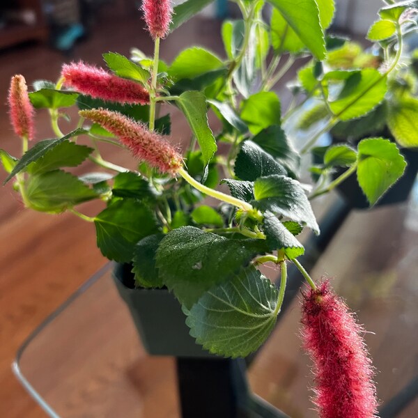 Strawberry Firetails, Also Known as Trailing Chenille Plant - Etsy