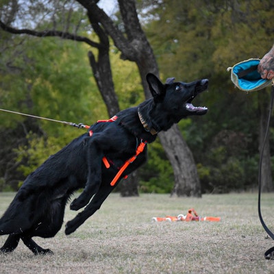 Redline K9 Dominant Dog Collar - Etsy