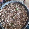 LITHOPS Premium Soil Less Potting Mix Oregon Licensed Nursery ...