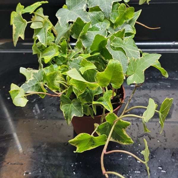 Large Vriesea Splenriet Flaming Sword Houseplant 12-18 Tall in 4 Pot - Etsy