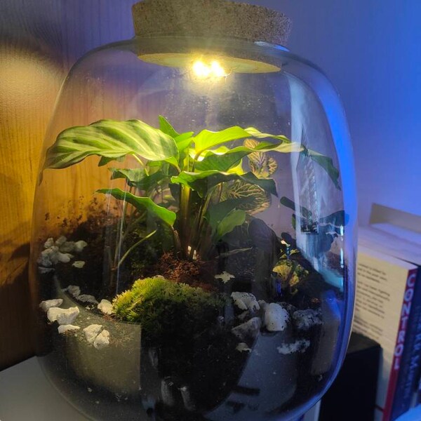 Large LED Terrarium Kit - With Plants - Etsy UK