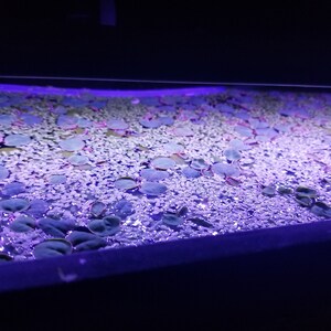 Red Root Floater, Phyllanthus Fluitans, Live Aquarium/floating/pond ...
