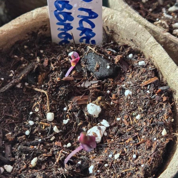 Red Garnet Amaranth - 370 Seeds Chinese Spinach, Yin Choi Open ...