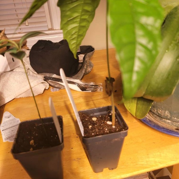 Theobroma Cacao Cocoa Chocolate Fruit Tree Potted Plant Trinitario ...