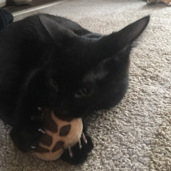 Concha Bread Cat Toys Organic Catnip Toys, Pan Dulce Concha Catnip Cat ...