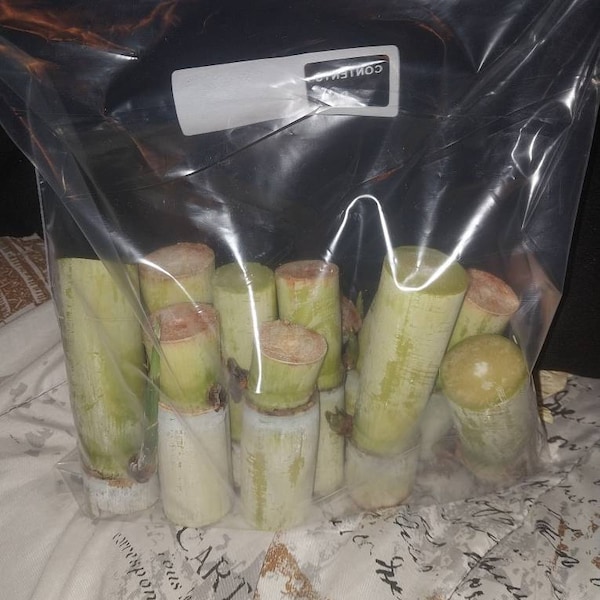 Guamúchil (pithecellobium Dulce) Seedling 1 Pt. - Etsy