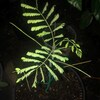 Pheasant Wood, Kassod senna Siamea Rare Hardwood Tree Live Plant - Etsy