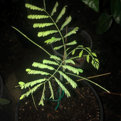 Inca Nut, Sacha Inchi plukenetia Volubilis Live Plant - Etsy