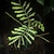 Pheasant Wood, Kassod senna Siamea Rare Hardwood Tree Live Plant - Etsy