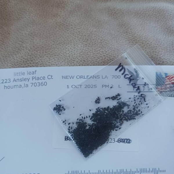 AGASTACHE RUPESTRIS Seeds *FREE Shipping!* Fresh & Organic Mexican ...