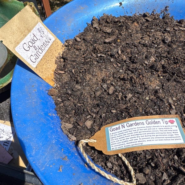 Firecracker Chili Pepper Seeds, Edible Ornamental Pepper, Heirloom Hot ...