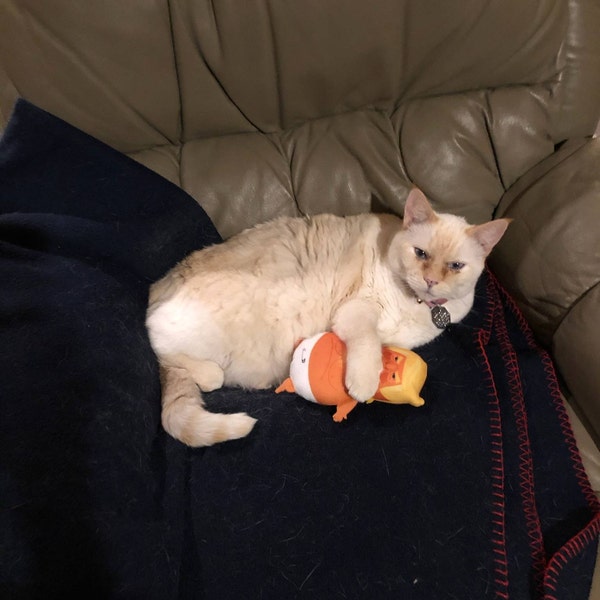 Donny-doll- Catnip Stuffed Baby Trump Doll. Baby Donald Trump Cat Toy ...