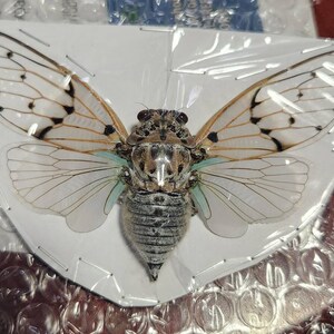 Skull Face Shield Beetle SPREAD Mask Real Insect Bug Taxidermy Craft ...