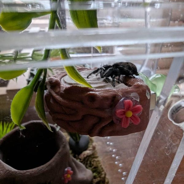 Jumping Spider Wooden Ledge, 3D Printed With Eco-friendly Biodegradable ...