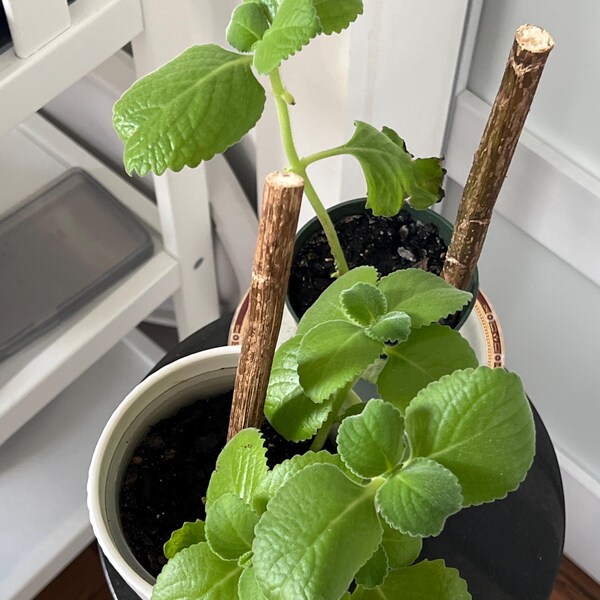 Pina Colada Mango Tree - Live Plant Ships Within a Week!!! No Shipping ...