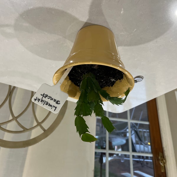 Christmas Cactus 1 Rooted Plant limelight Dancer Thanksgiving ...