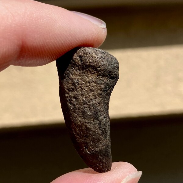 Great Old Bison Jaw With Five Intact Teeth - Etsy