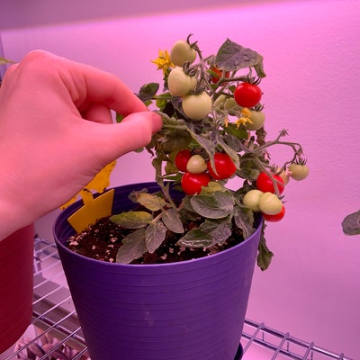 Micro Tom worlds Smallest Tomato 30 Fresh Seeds for the 2024 Season. - Etsy