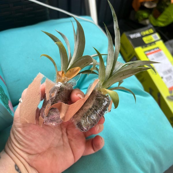 Ananas Red Florida Special (pineapple) Starter Plant **(ALL Plants ...