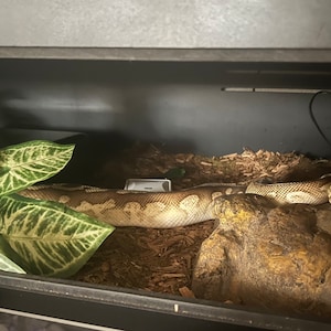 Plastic Moss Pads: Artificial Aquarium Plants Reptile Terrarium Plants ...