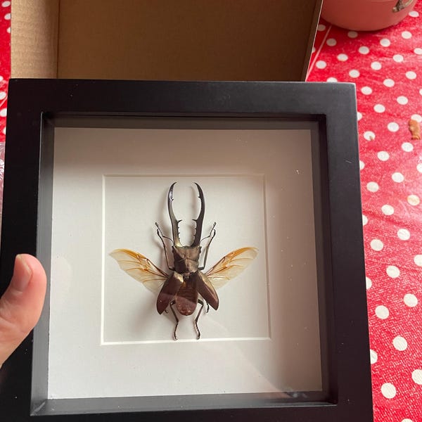 Real Framed Moth Urania Shadow Box Frame Insect Taxidermy Golden Moon ...
