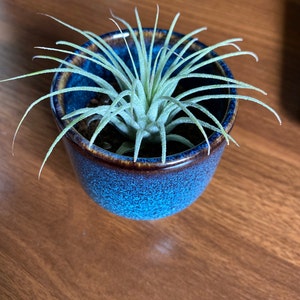 Air Plant Xeric Variety Mix of 10 Airplant Tillandsia | Etsy