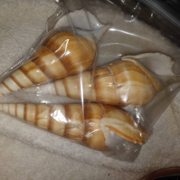 Arabian Tibia Curta Conch Seashell Tibia Insulaechorab (3 Shells Approx. 4+ Inches) Conch Shell ...