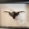 Real Batwing Cicada Insect From Thailand 6x8 - Etsy