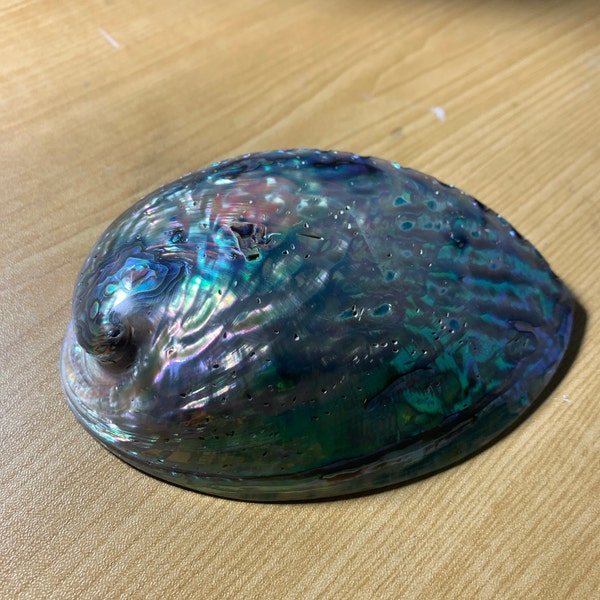 AAA 12-13cm LARGE Abalone Shell, Ritual Shell, Nautical Decor, Coastal ...