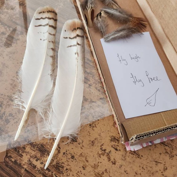 One Hawk Feather, Buzzard Feather, Raptor Bird of Prey Wing Feather ...