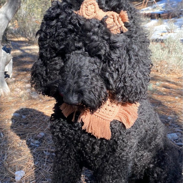 Macramé Dog Bandana With Fringe, Macramé Dog Collar, Adjustable Dog ...