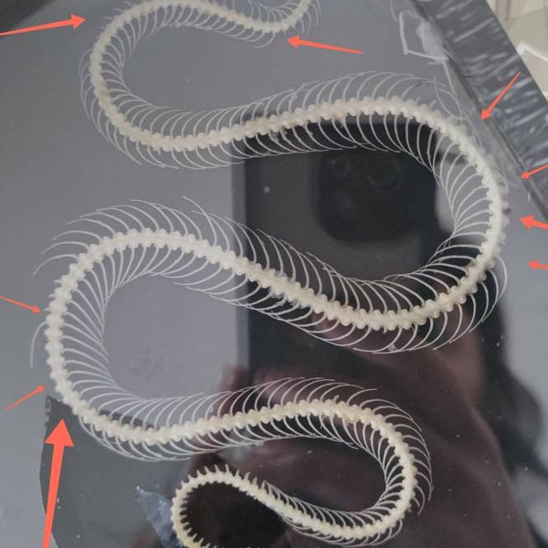 Trimeresurus Albolabris Skeleton, White-lipped Viper Skeleton, Real ...