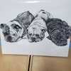 Bijon Art, Bijon Drawing, ORIGINAL Drawing, Bijon Sketch, Dog Art, Dog ...