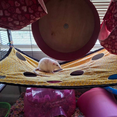 Rat Fall Breaker, Rat Fall Safe, Rat Cage Hammock, Rat Cage, fall ...