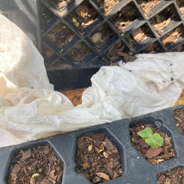 Smooth Luffa Gourd Seeds - Vietnam Muop Huong, Vegetable Sponge Seeds ...