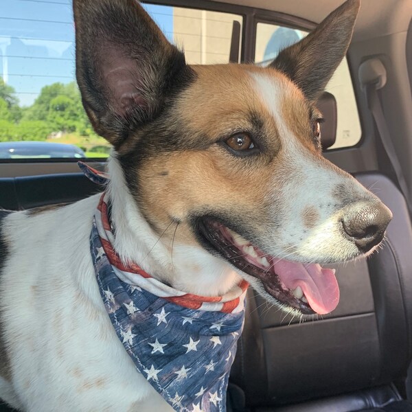 American Flag - Patriotic - 4th of July - Dog Bandana - Red White Blue ...