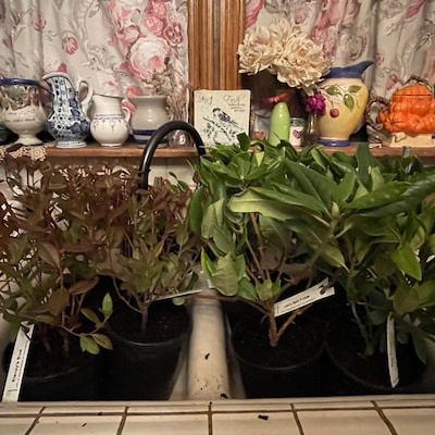 Calluna Silver Knight Heather - Etsy