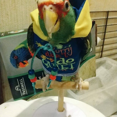 Treasure Island Parrot Hoody Bird/parrot Clothing, Bespoke ...