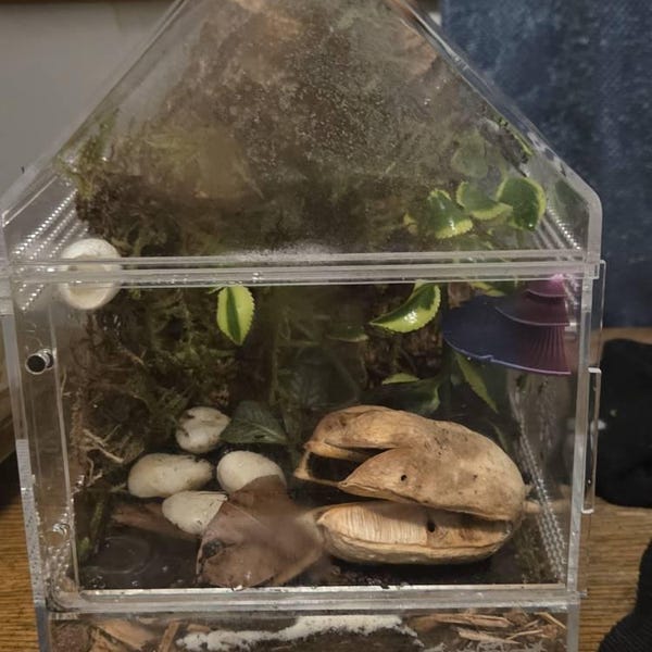 Clown Fish Nemo Themed Top Opening Hinged Jumping Spider Sling ...